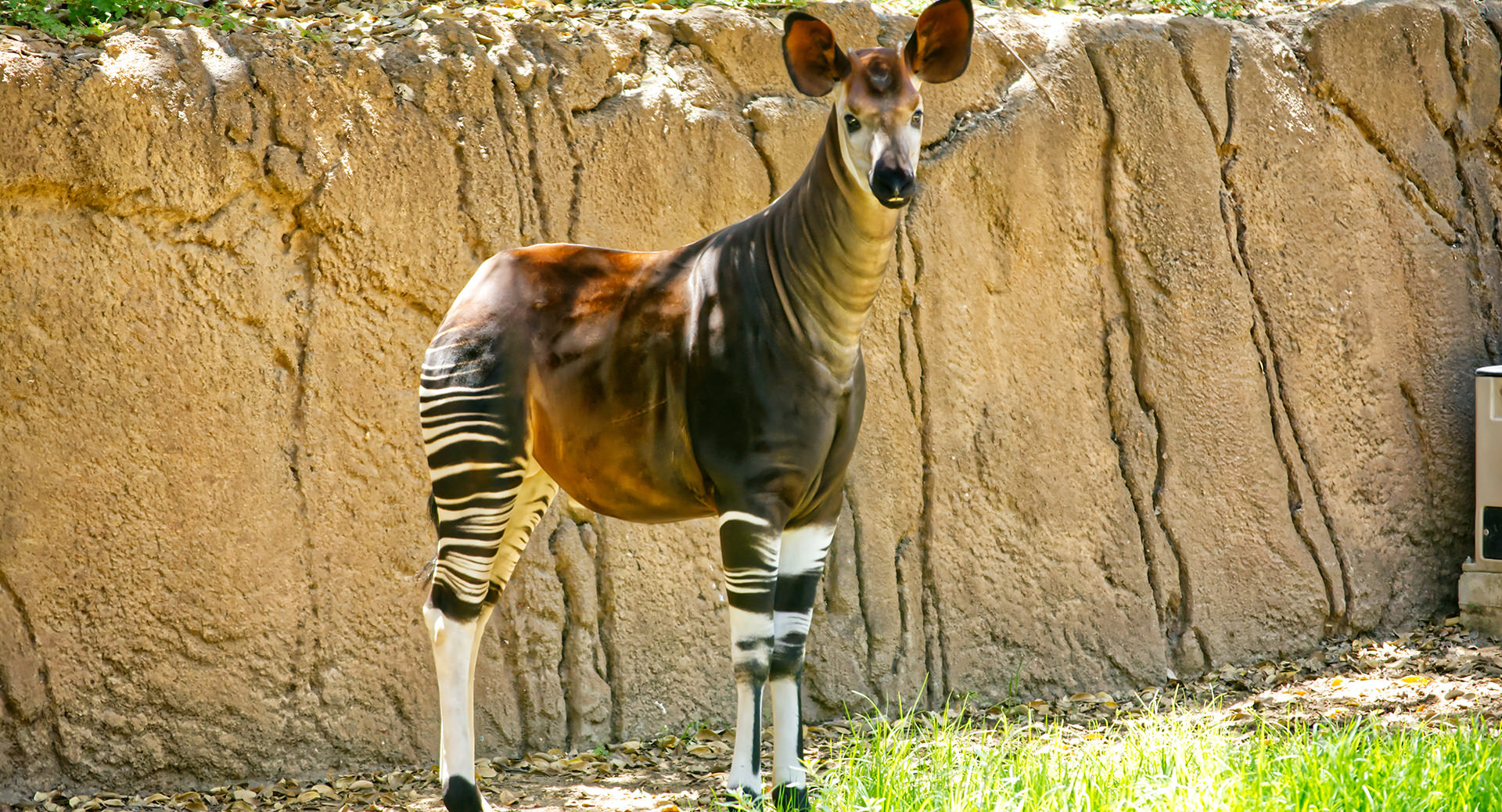 10 Amazing Facts About Okapi – List of Facts